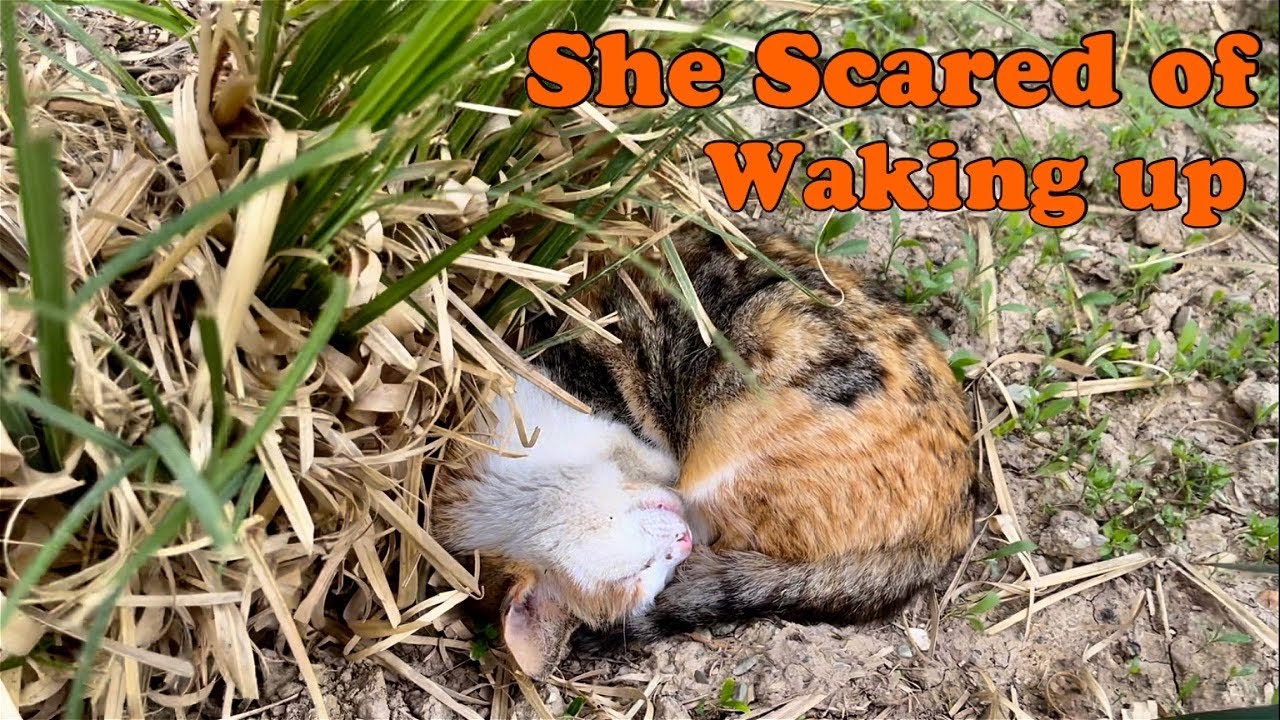 Cats scared of waking up - YouTube