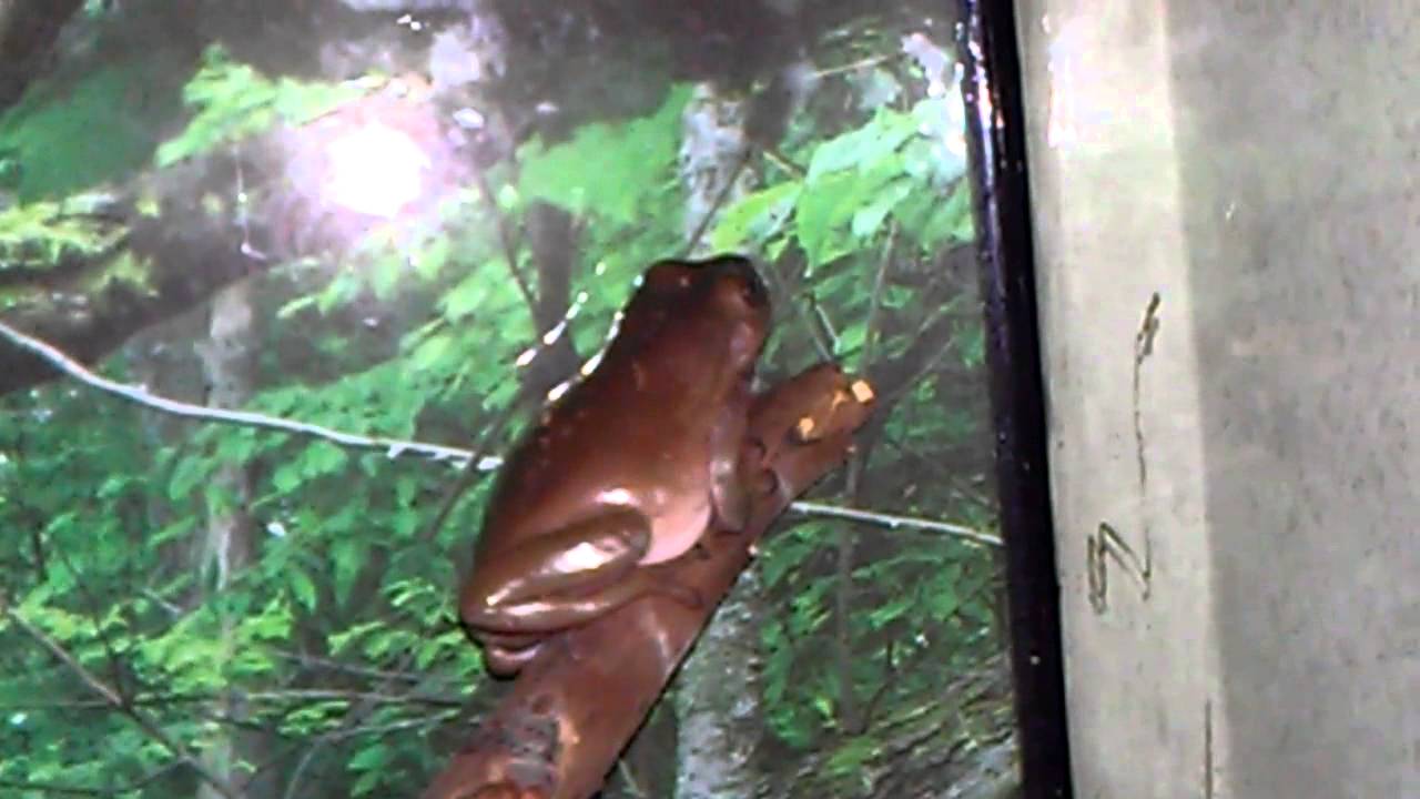Dumpy frog croaks - YouTube