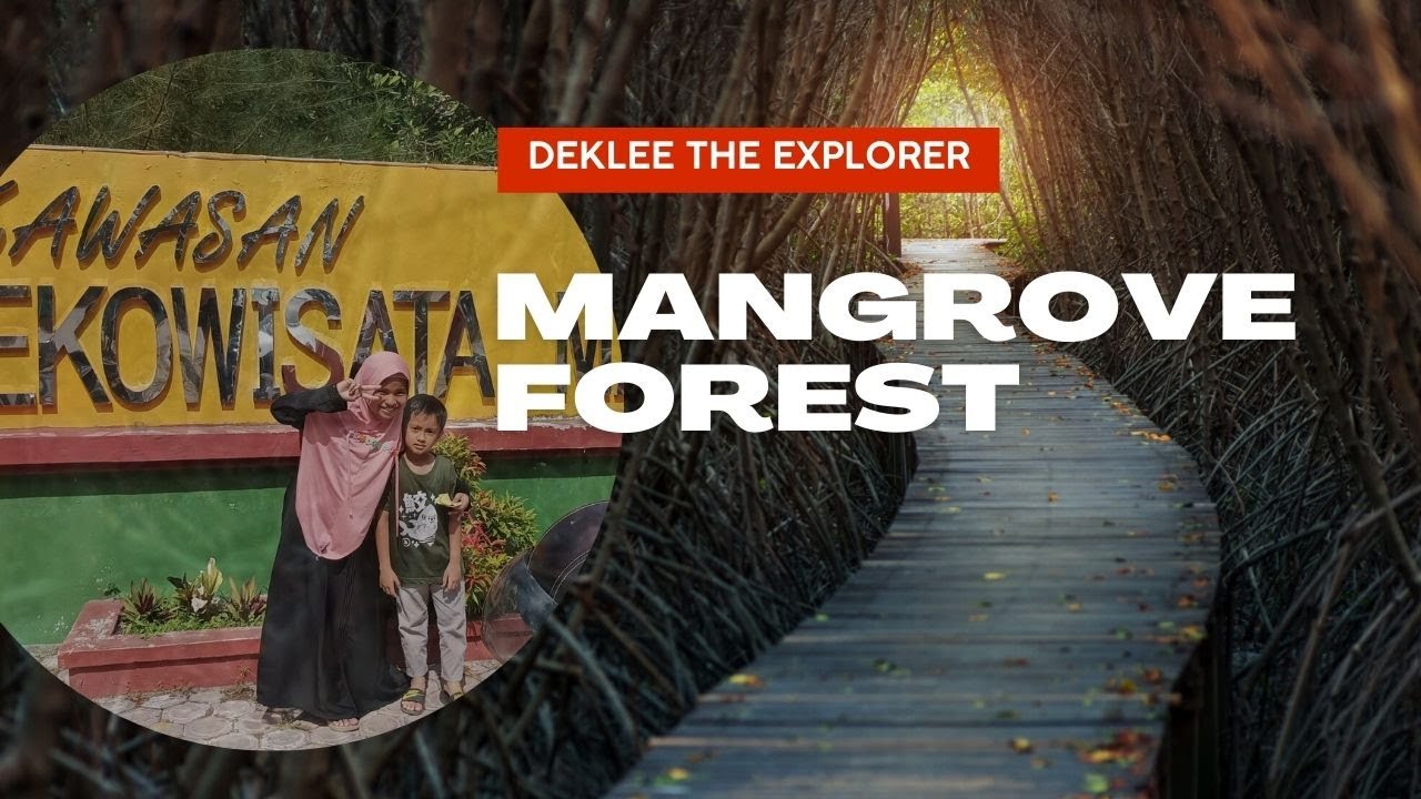 Menjelajahi Ekowisata Hutan Mangrove - Mangrove Forest in Calang - Aceh ...