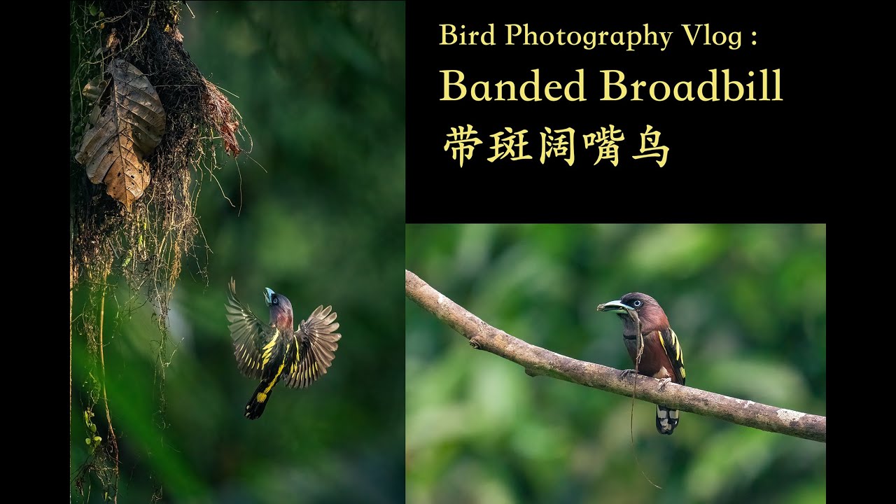 Bird Photography Vlog Banded Broadbill 带斑阔嘴鸟 - YouTube