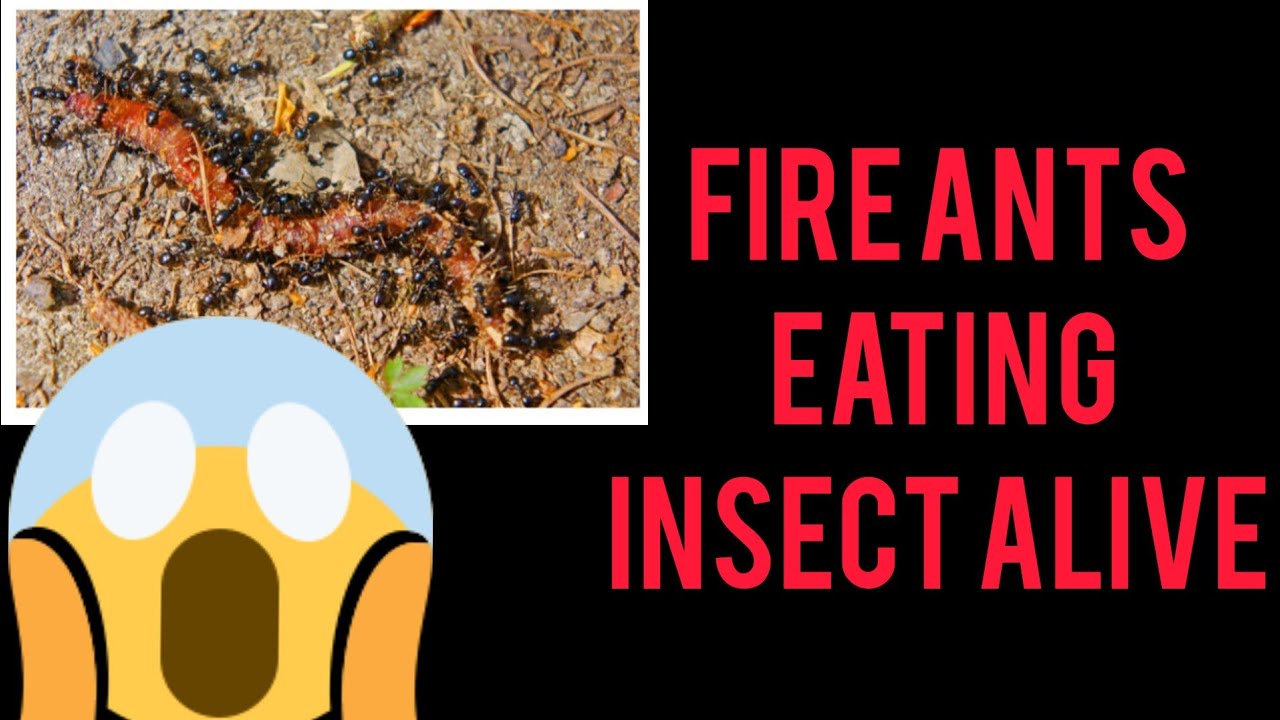 Ants Eating Insect Alive... - YouTube