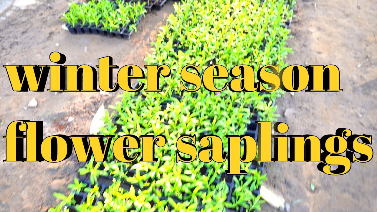 winter saplings@RAFTARAFTA708 #garden #nature #winterseason #saplings# ...