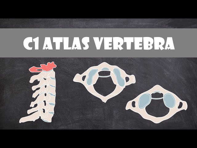 Atlas Vertebra Superior Neuraxial Anatomy NYSORA