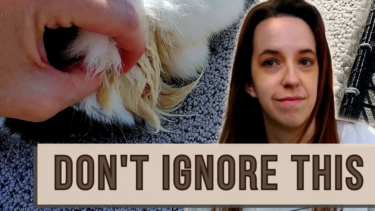 Green clumped fur under rabbits chin... - YouTube