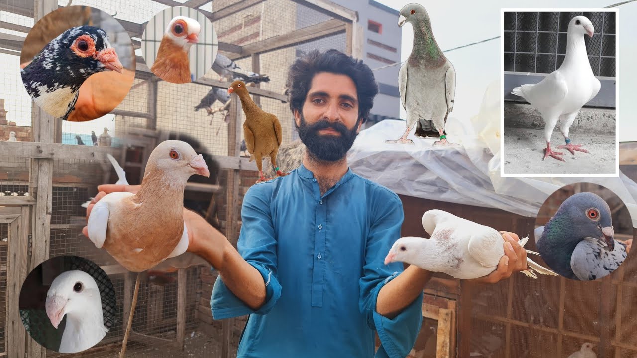 Irani Kabutar | Qasid Pigeon | Shirazi Kabutar | Pakistani Kabutar For ...