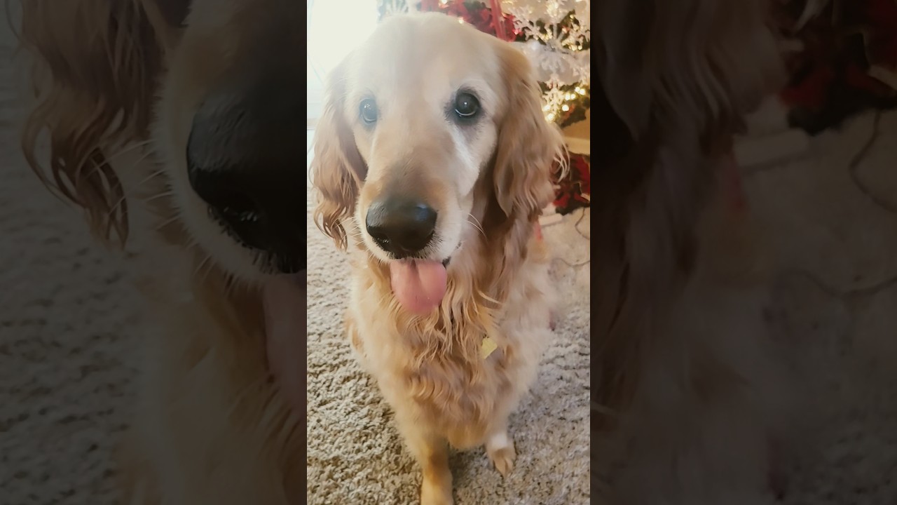All I want for christmas is you merry christmas!!! - YouTube