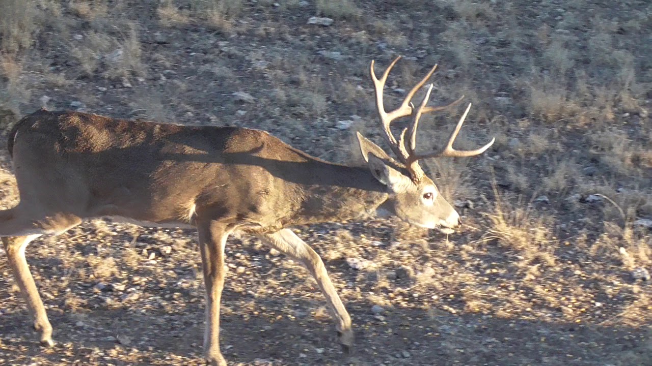 Menard Split G2 Buck 11/16/19 - YouTube