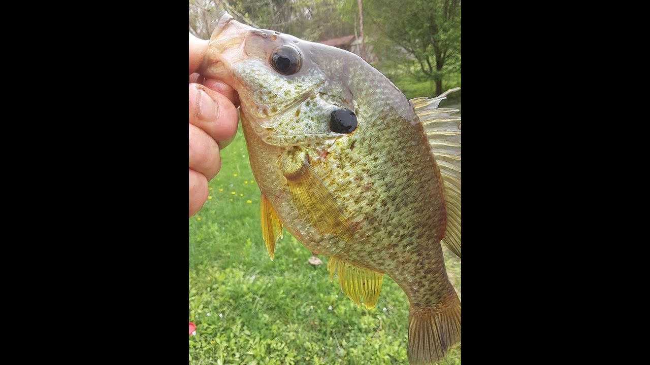 Pond Fishin' for Bluegill and Redear Sunfish - YouTube