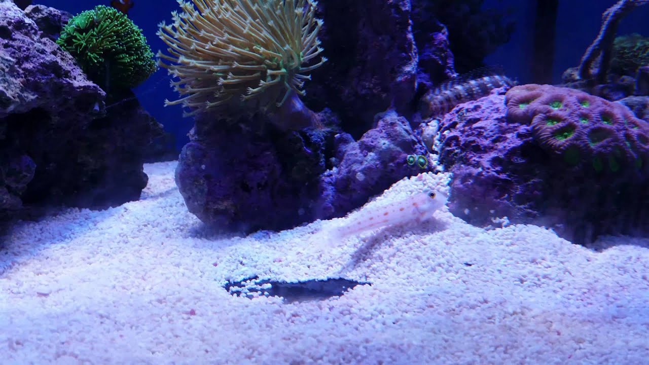 Sand sifting goby building a house - YouTube