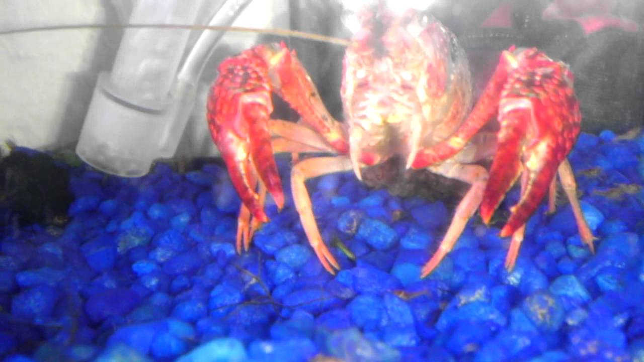 Crayfish Babies - YouTube