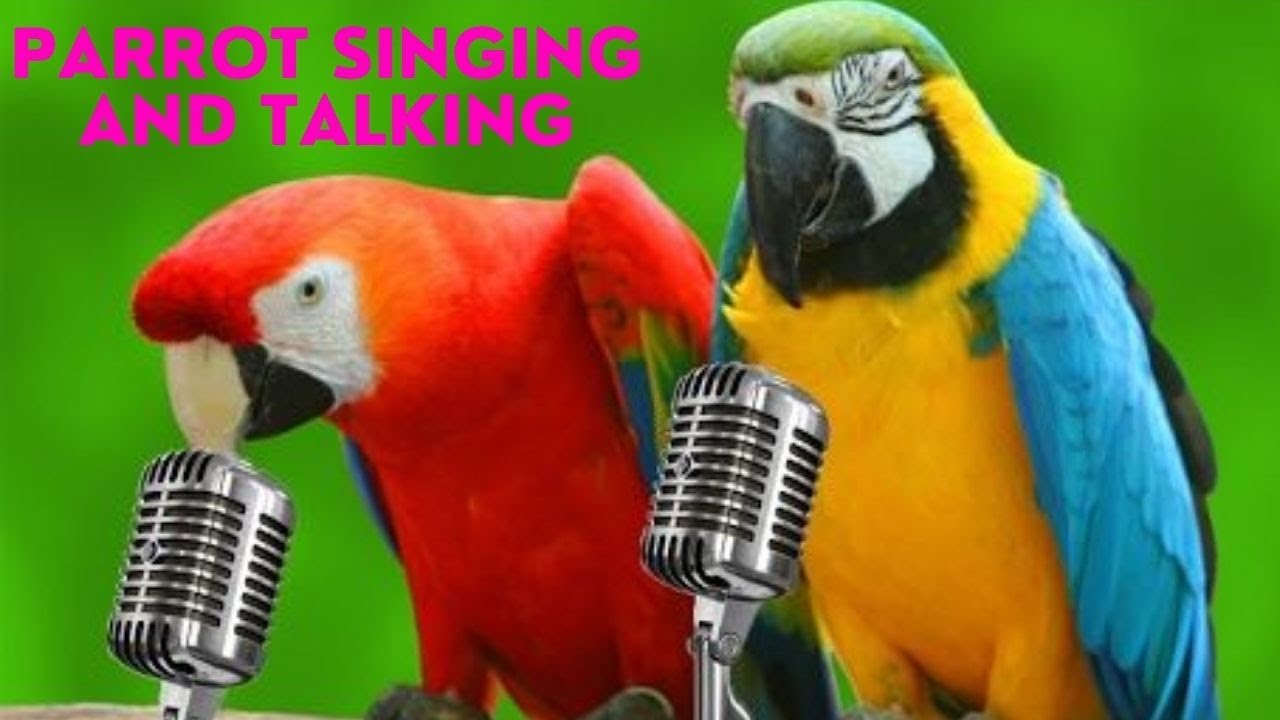 Funny Birds & Parrots Talking and Singing || cute birds || - YouTube