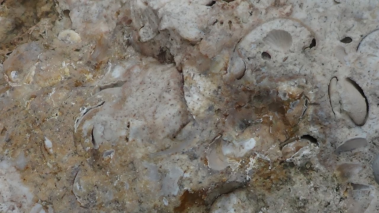 How Are Fossil Concretions Formed? - Safari Sam - YouTube