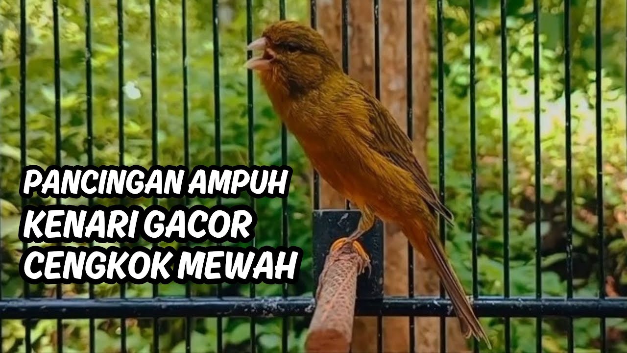 MASTERAN KENARI GACOR NGEROL PANJANG JITU UNTUK PANCINGAN Kenari Paud ...