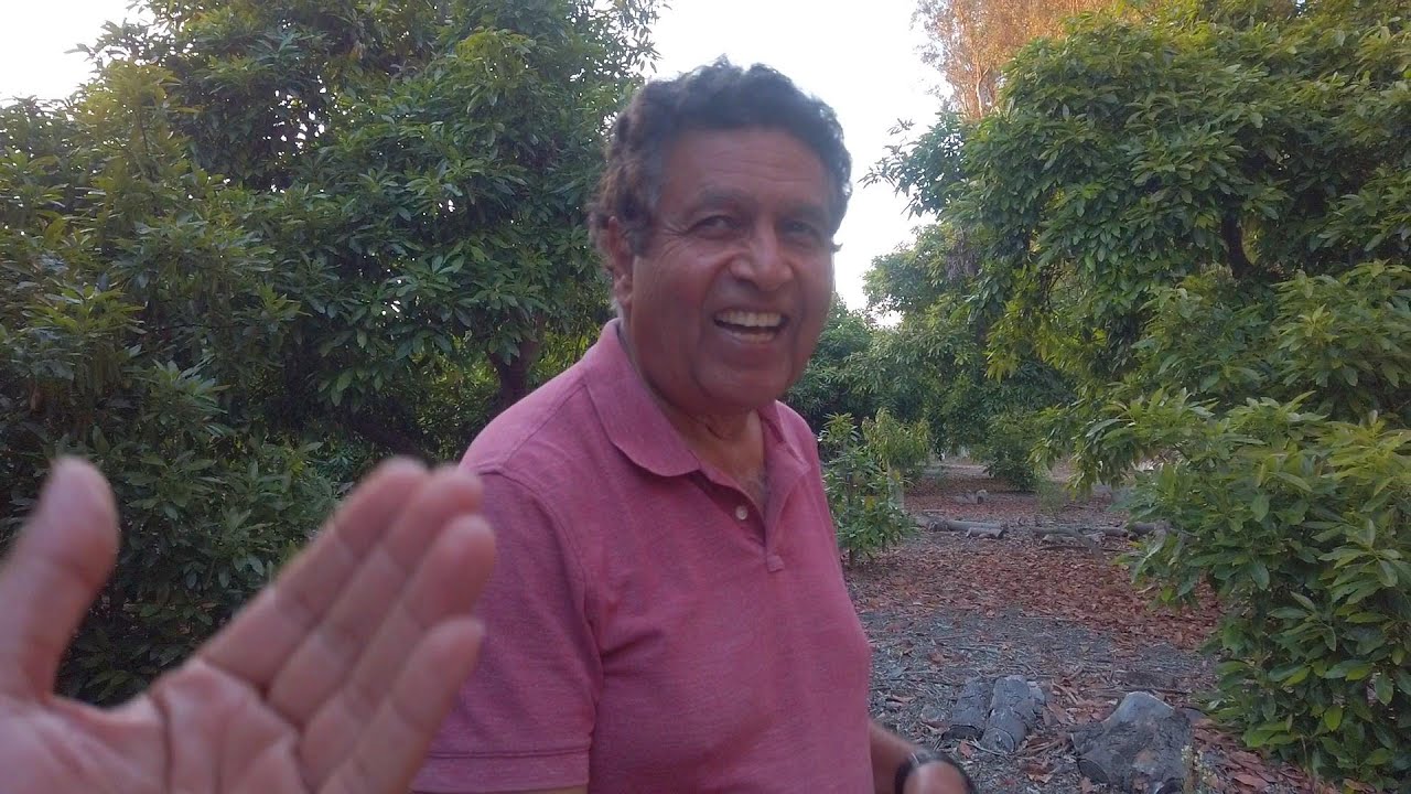 A Pakistani family owned an Avocado farm in USA. All about Avocados and ...