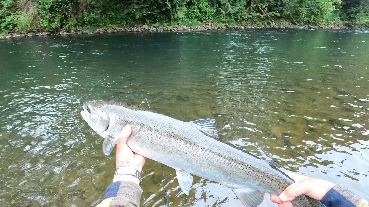 Wild Beautiful Chrome Steelhead - YouTube