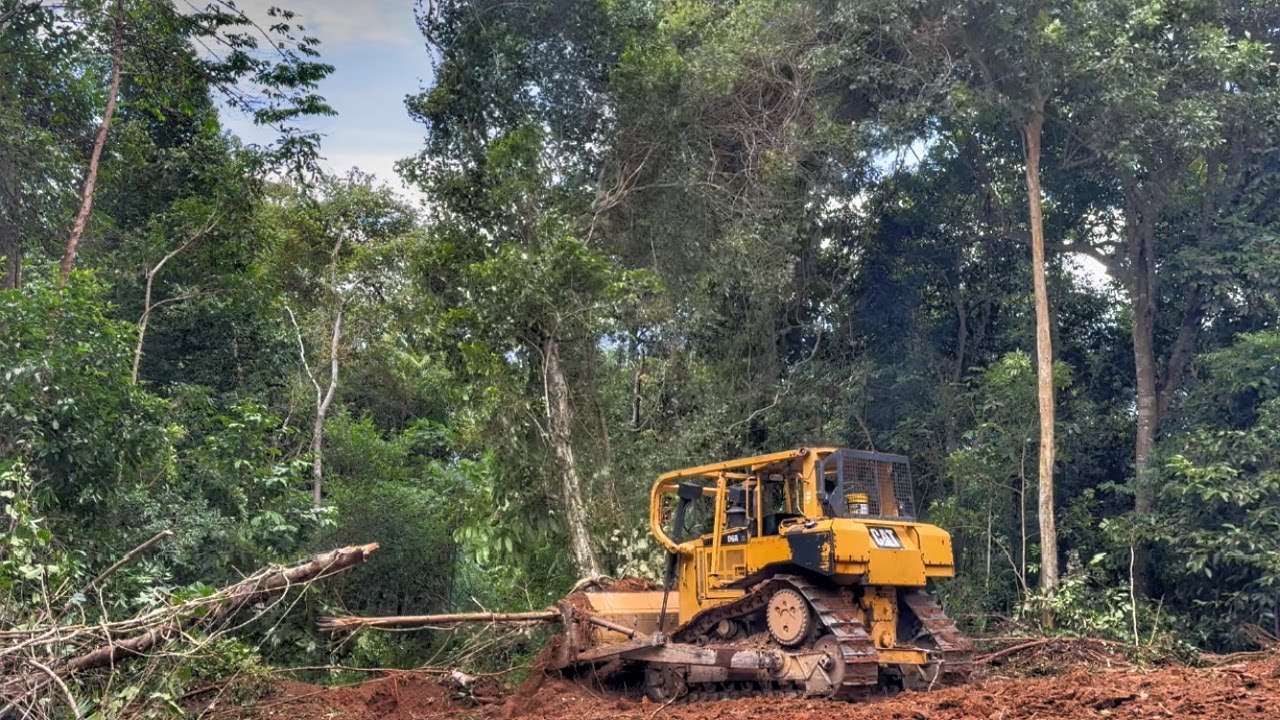 CAT D6R XL Dozer Destroys Large Trees, Dozer Opens Forest for ...