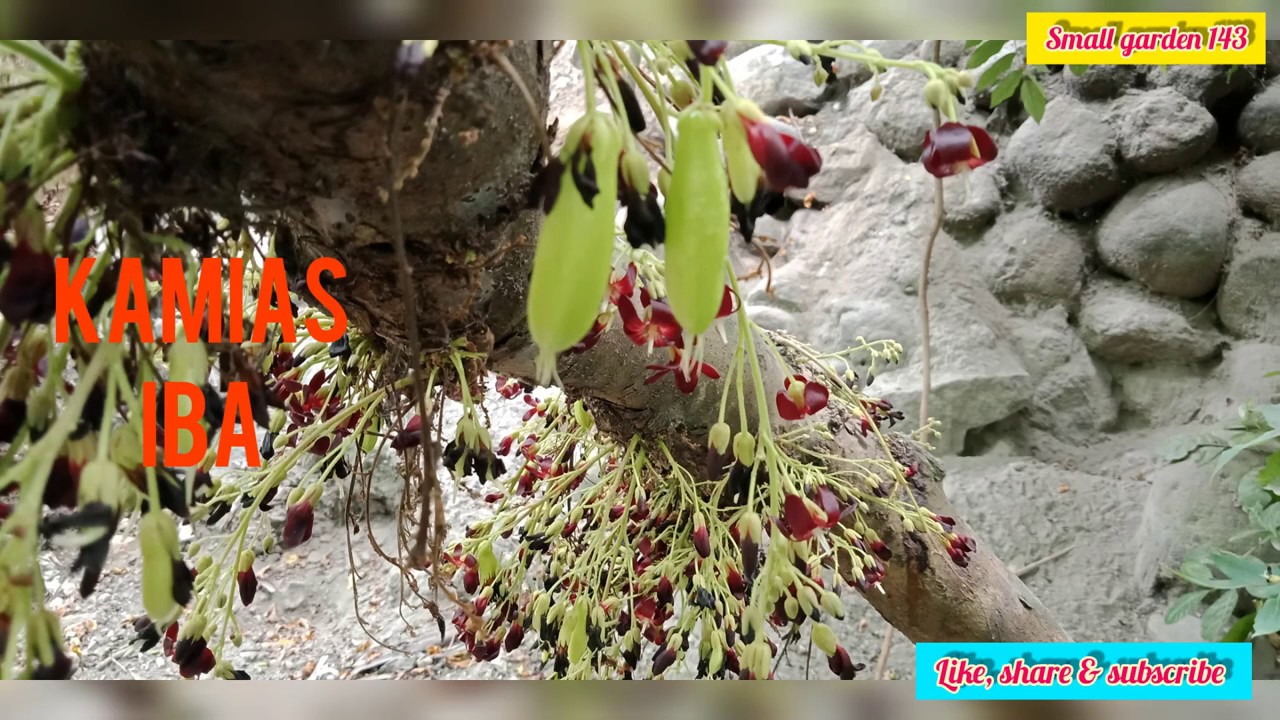 Kamias flowers or Averrhoa Balimbi Tree - YouTube