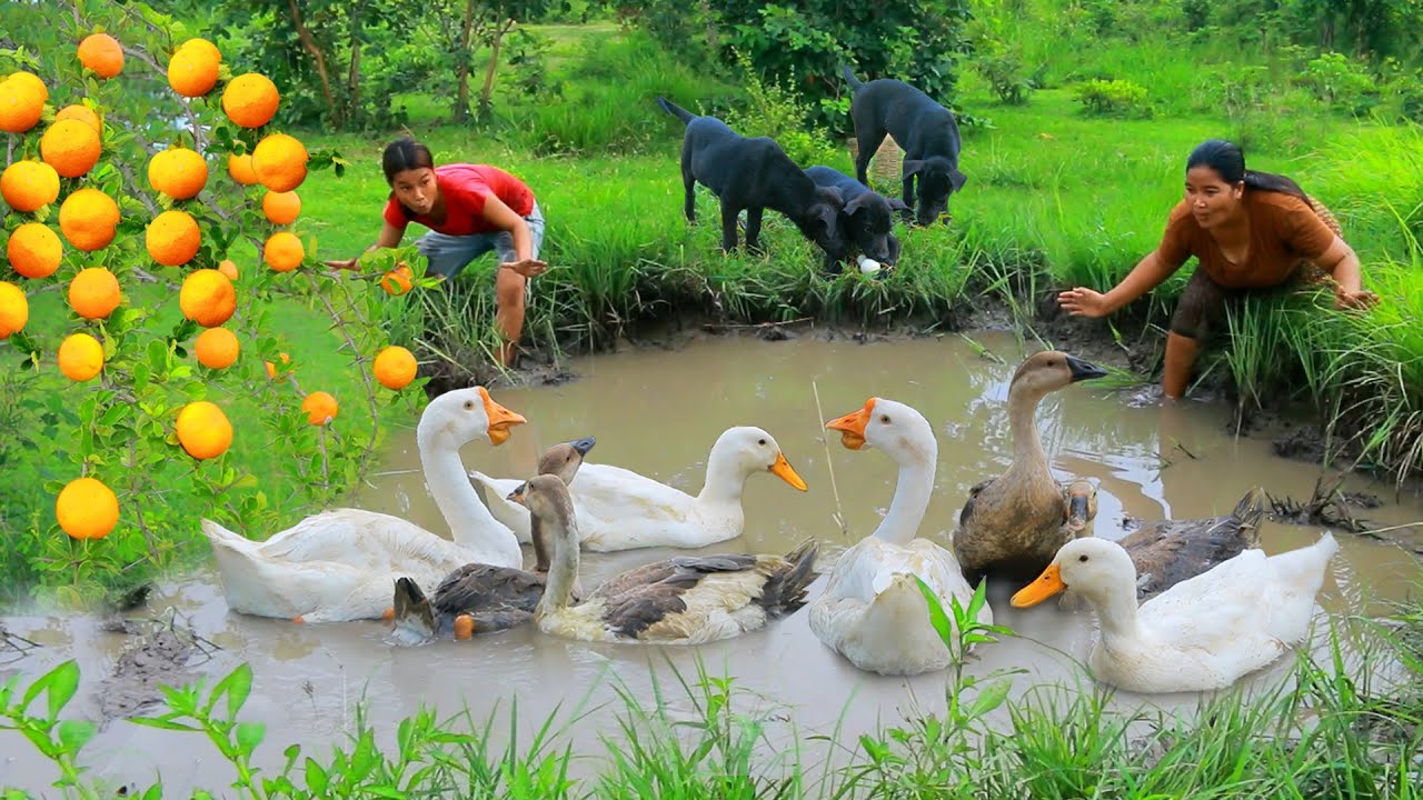 Women Found Goose in water for Dog - Fried Goose For Night Eating ...