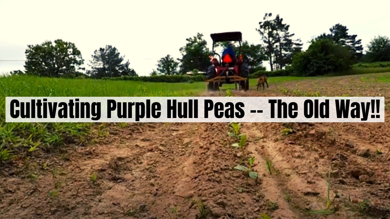 Cultivating Purple Hull Peas -- The Old Way - YouTube