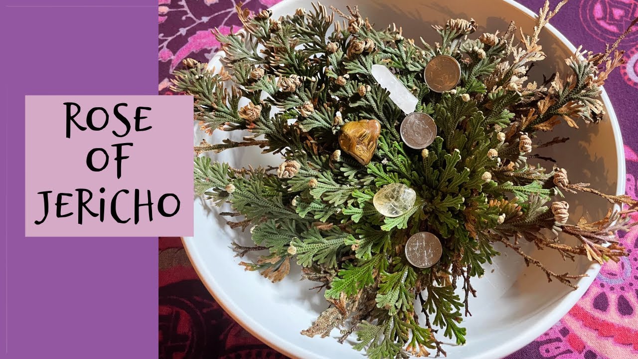 How to use Rose of Jericho / Resurrection Plant - YouTube