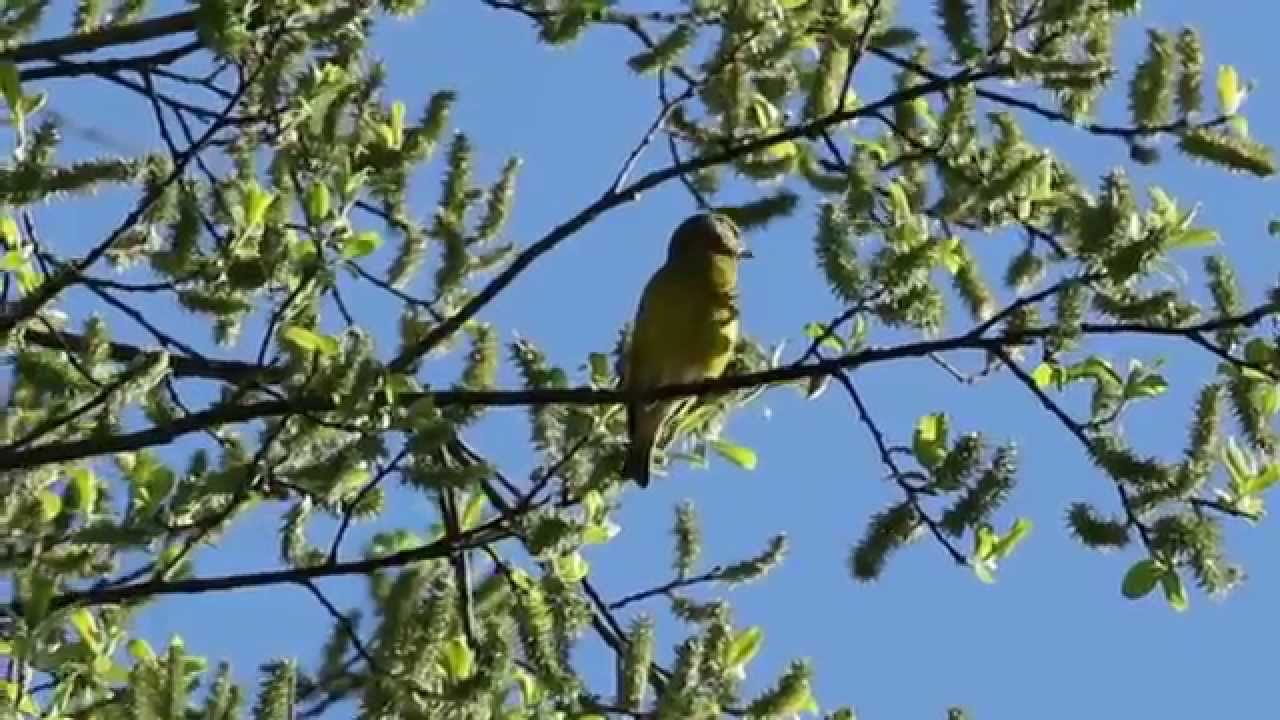 Greenfinch Song - YouTube