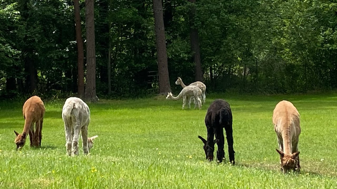 Alpacas & simple pleasures - YouTube