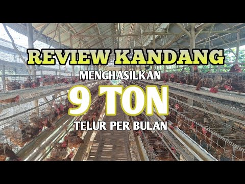 Review Kandang Ayam Petelur Menghasilkan 10 Ton Telur ayam - YouTube