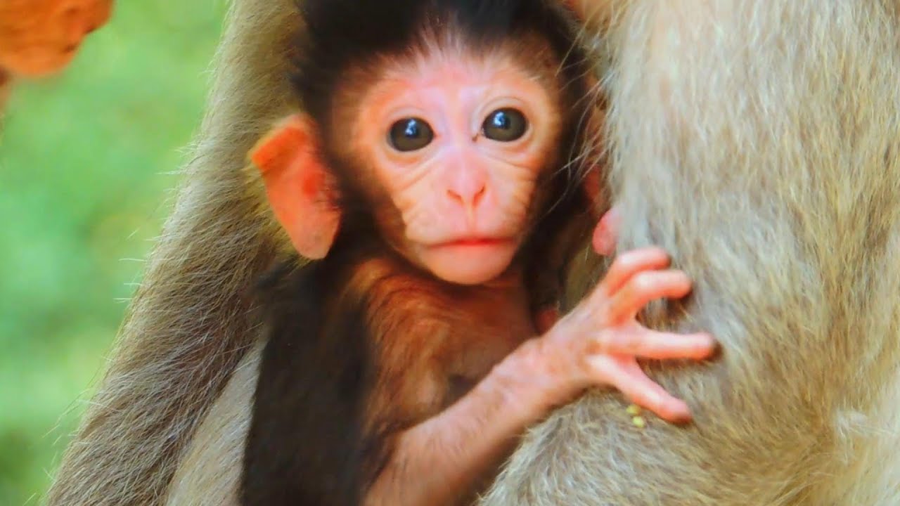 The Best Collection Summary Clip: An Adorable, Lovely, Cutie Baby Being ...