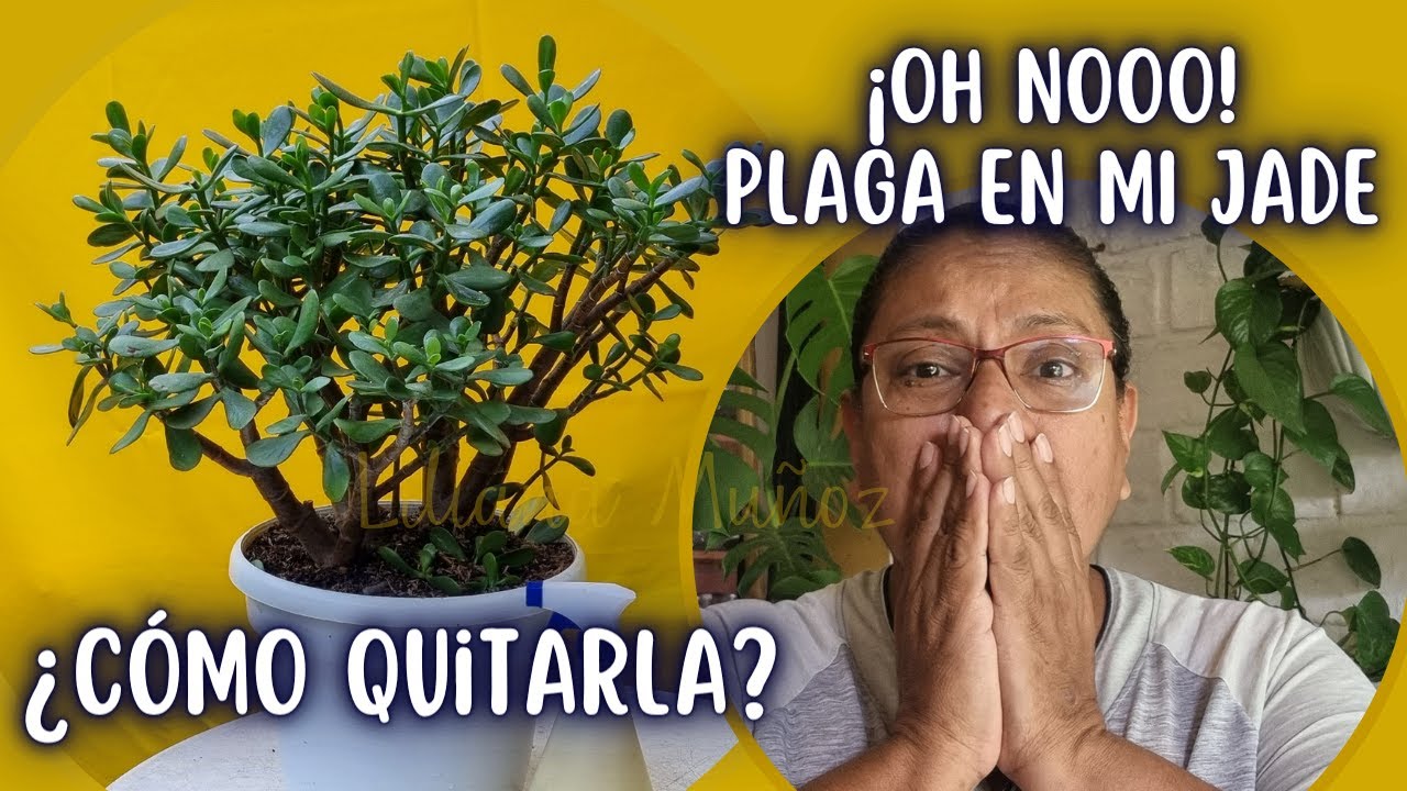 CÓMO QUITAR LA PLAGA DEL ARBOL DE JADE/Liliana Muñoz - YouTube