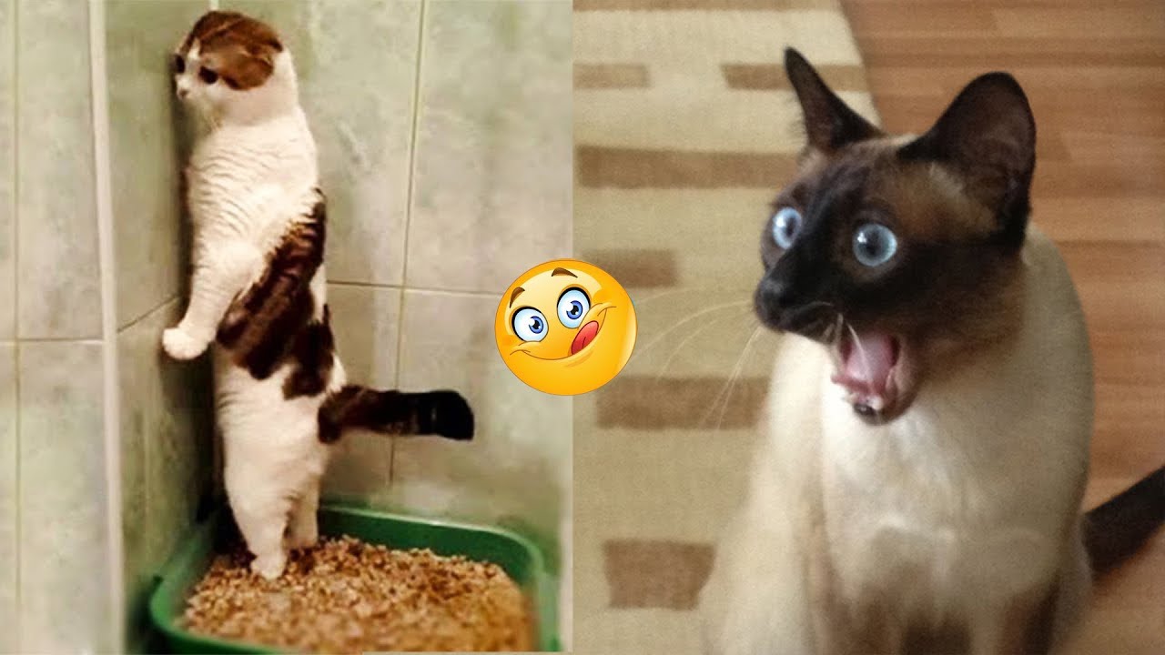 🐱 The Purr-fect Comedy: Cats Making Us Laugh! 😂Trending Funny Animals ...