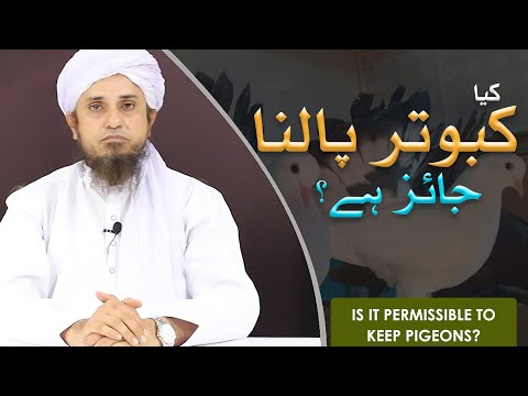 KYA KABOOTAR PALNA JAA'IZ HAI? | IS IT PERMISSIBLE TO KEEP PIGEONS? - MUFTI TARIQ MASOOD