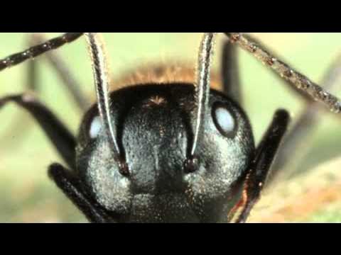 ScienceCast: Zombie Ants - YouTube