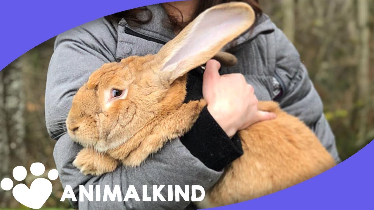 Giant Rabbit And Little Girl Make Adorable Duo | Animalkind - YouTube
