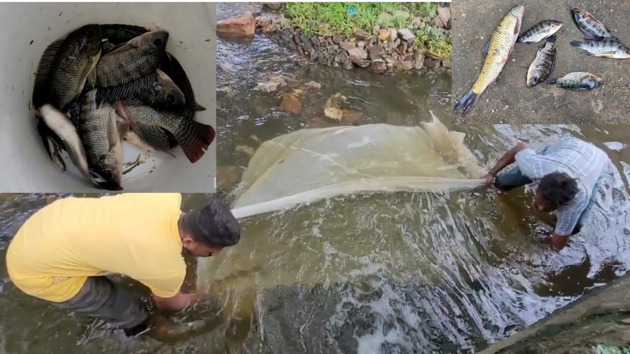 fish catching new tricks, big fish catching video, village fish ...