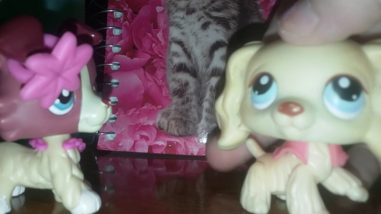 Lps package Cocker Spaniel #91😱😱 - YouTube