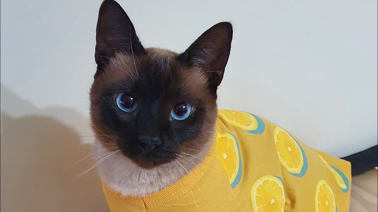 Meu gato Chili está me chamando #shorts #gatos - HalineCor - YouTube