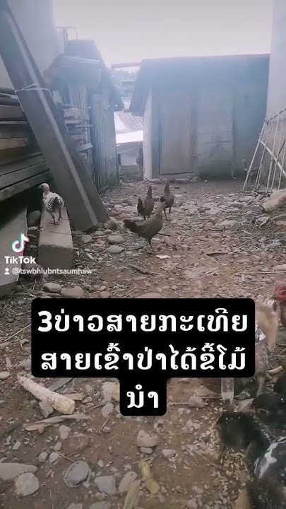 Qaib dib nyuam qaib poj - YouTube