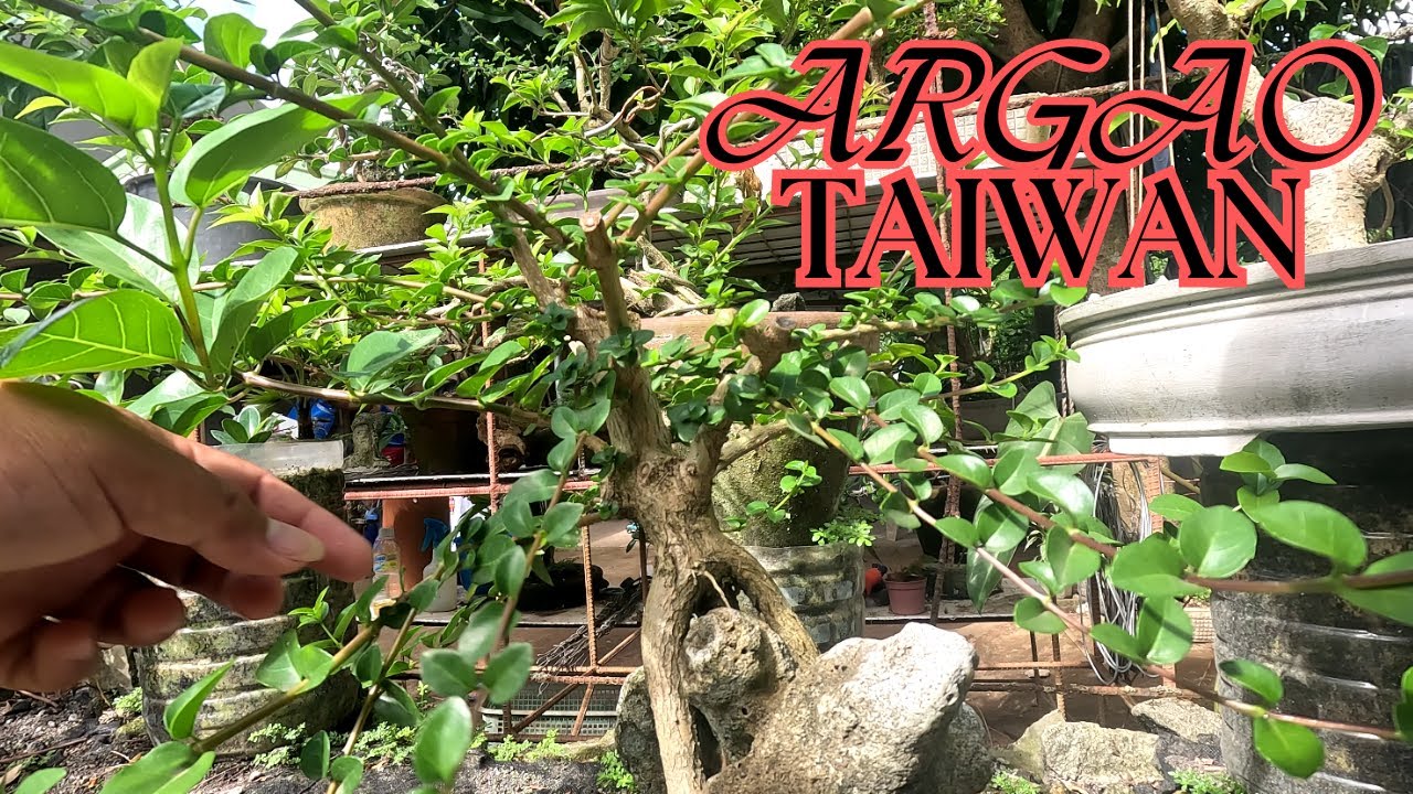 Argao taiwan on the rock short pruning video (Premna Microphylla Bonsai ...