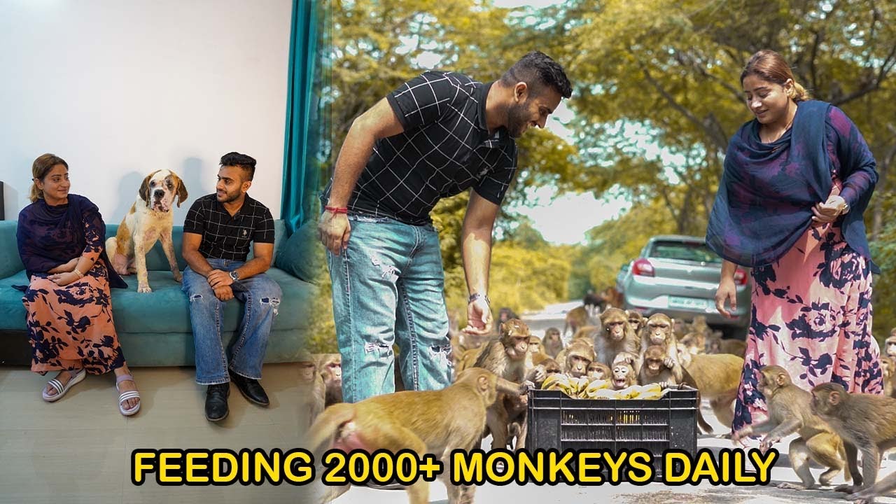 She Takes Care of 2000+ Monkeys , Abandoned Saint bernard & 200+Dogs😱 ...