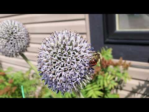 Bumblebee on Globe Thistle