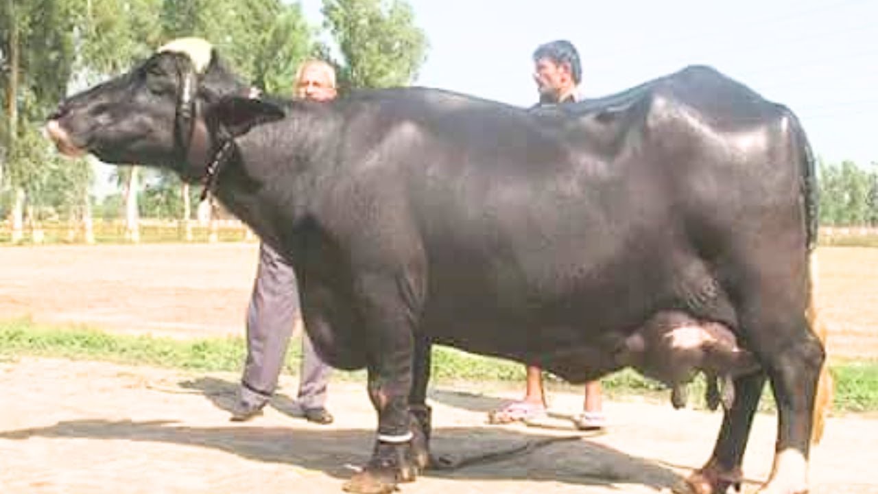 World Top Level Nili Ravi Buffalo | World Most Expensive Ravi Buffalo ...