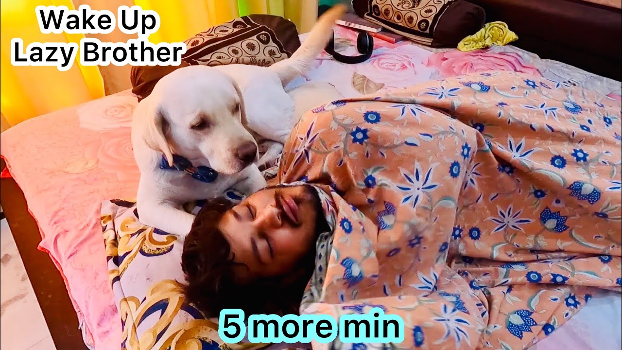 Labrador Max Tried Waking His Brother Up By Any Way Possible. - YouTube