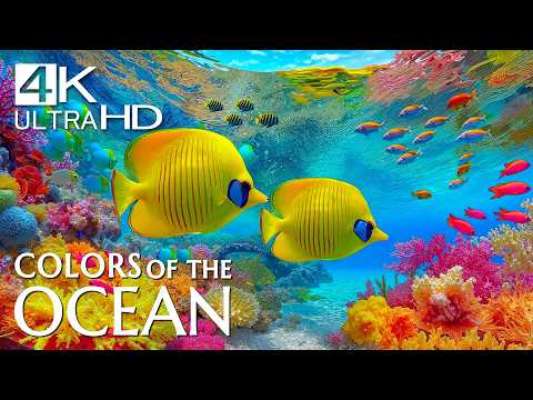 AQUARIUM 4K UHD 🐠 Gözəl sualtı mənzərələri və yuxu və istirahət üçün sakitləşdirici musiqi