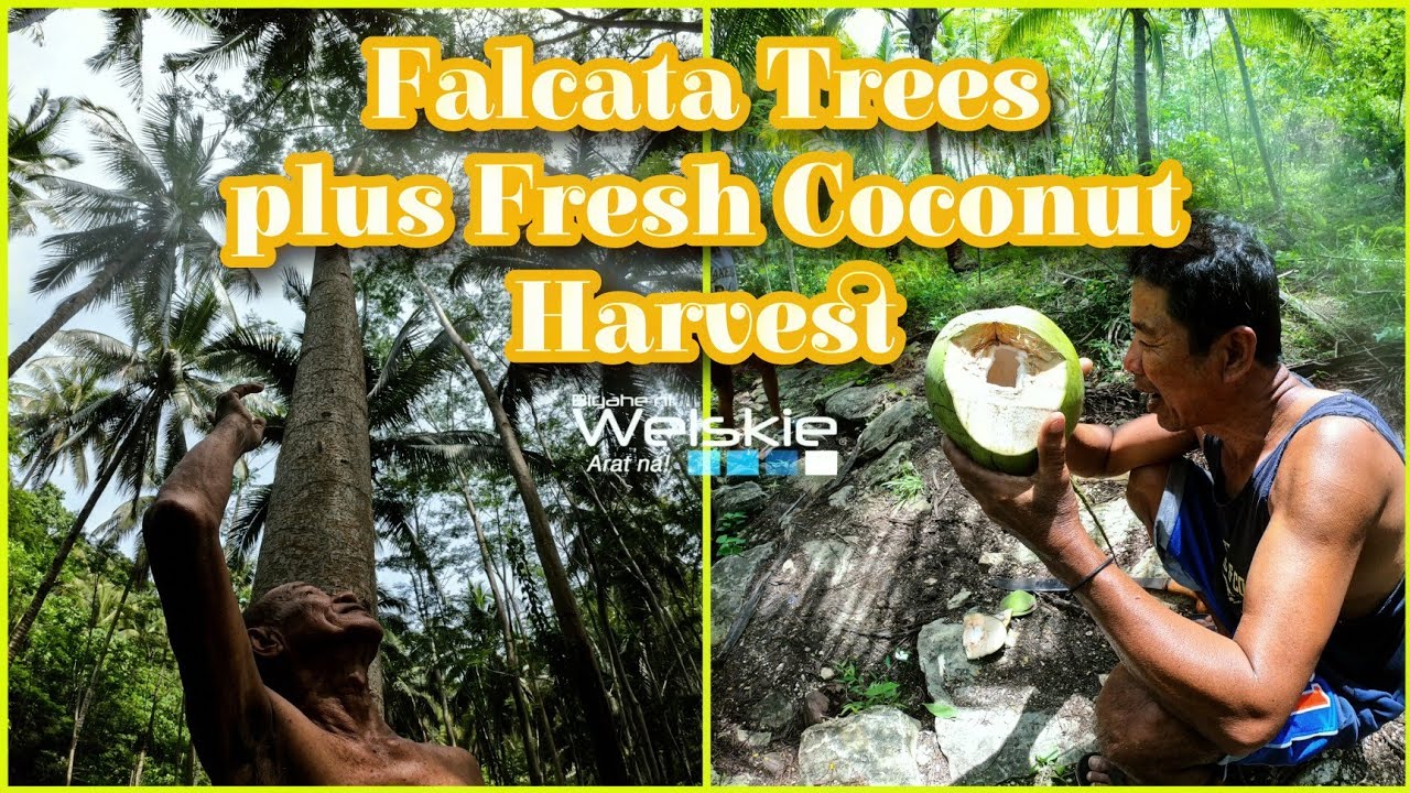 Pasyal sa Falcata Trees Farm sa Probinsya namin at mag Buko juice ...
