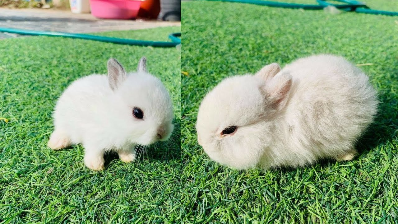 Funny and Cute Baby Rabbit Videos 🐇 Baby Animal Video Compilation 2020 ...