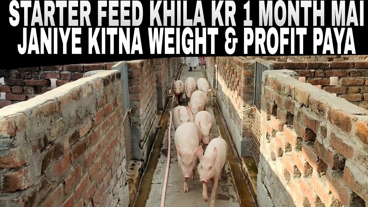 Starter feed F.C.R ( FEED CONVERTION RATIO ) of one month in piglets ...