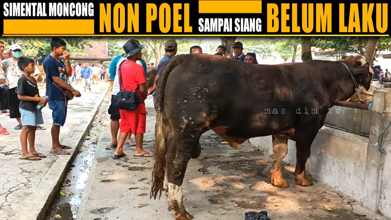 Simental Moncong Super Baru Datang Langsung Di Serbu Pengunjung Pasar ...