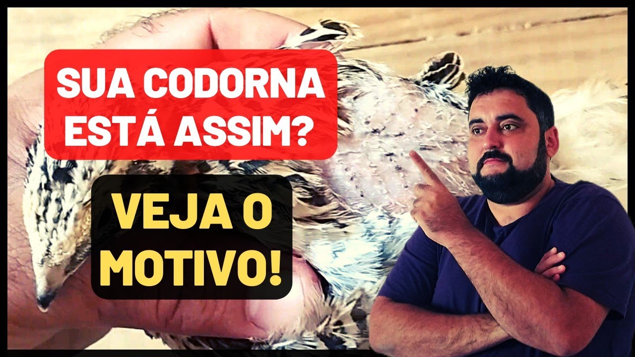 PREOCUPANTE! Seu filhote de codorna está com as costas depenadas e feio ...