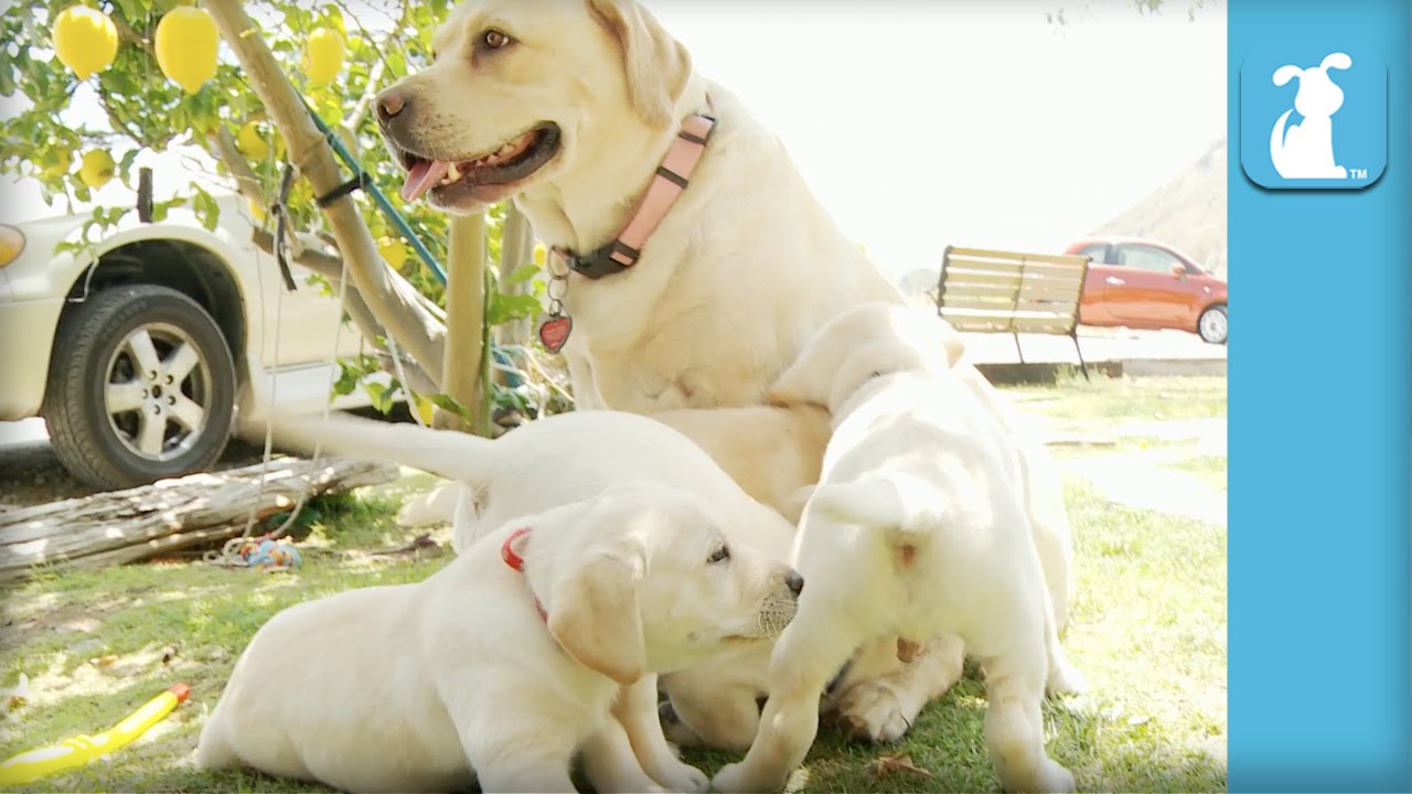 Adorable Yellow Lab Puppies Love Their Mama - Puppy Love - YouTube