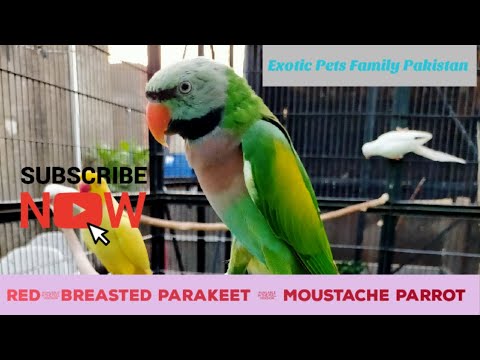 Moustache Parrots / Red-breasted Parakeet Lovely Pair - YouTube